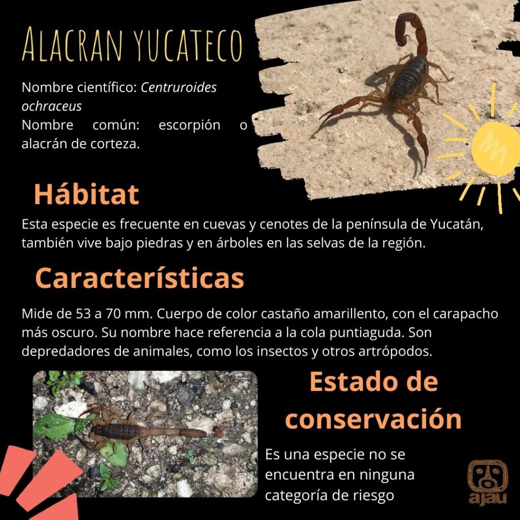 ¿Conoces al alacran yucateco? - Grupo Espeleológico Ajau